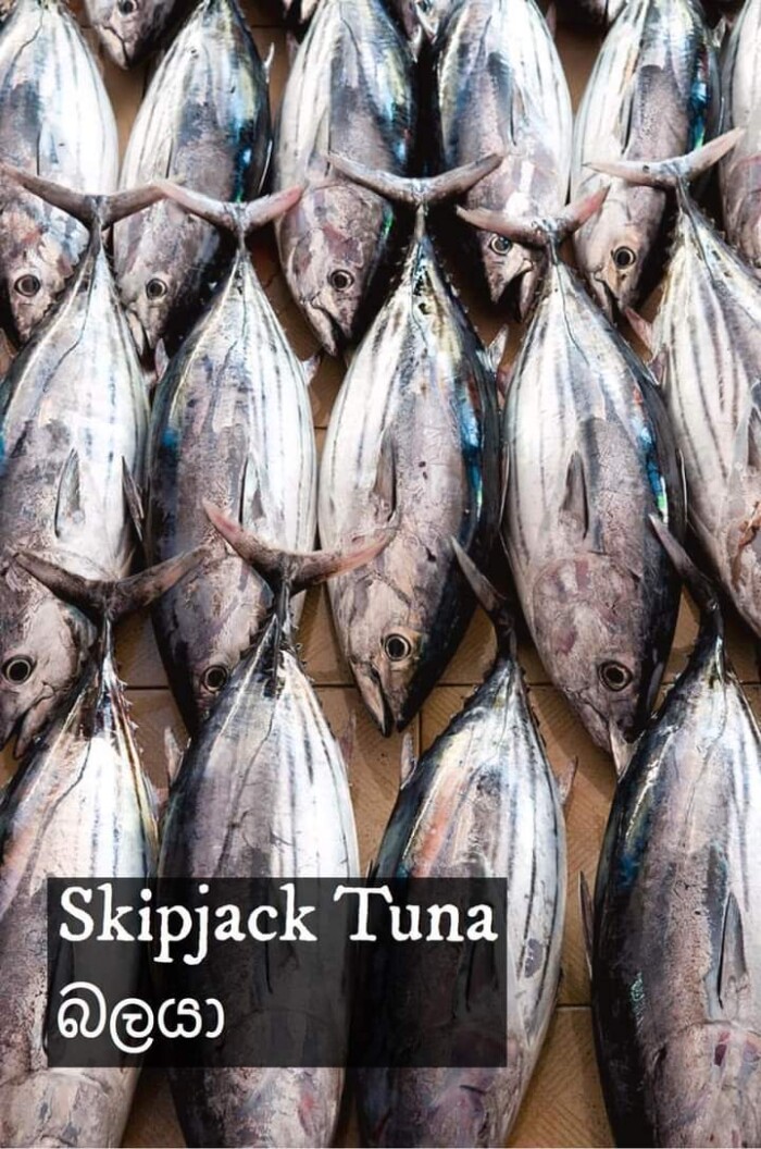 CEYLON SEAFOODS-jaela seafood-fish selling in jaela-tuna fish in ja-ela ...